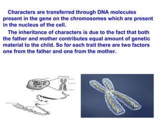 Heredity and evolution class 10th cbse | PPTX