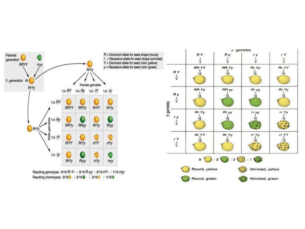 Heredity And Evolution Class 10th Cbse
