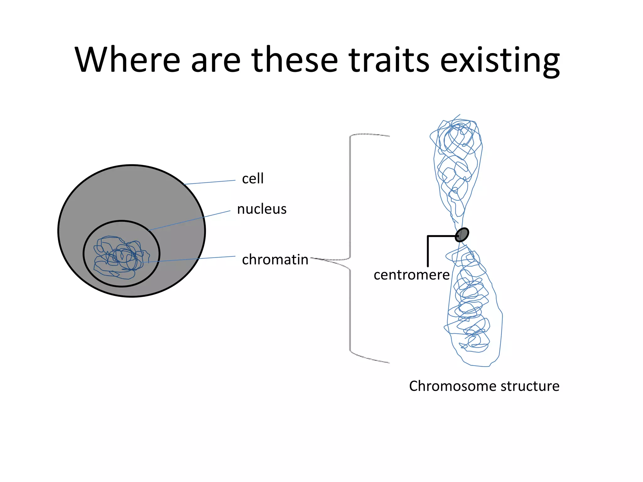 Heredity and variations | PPTX