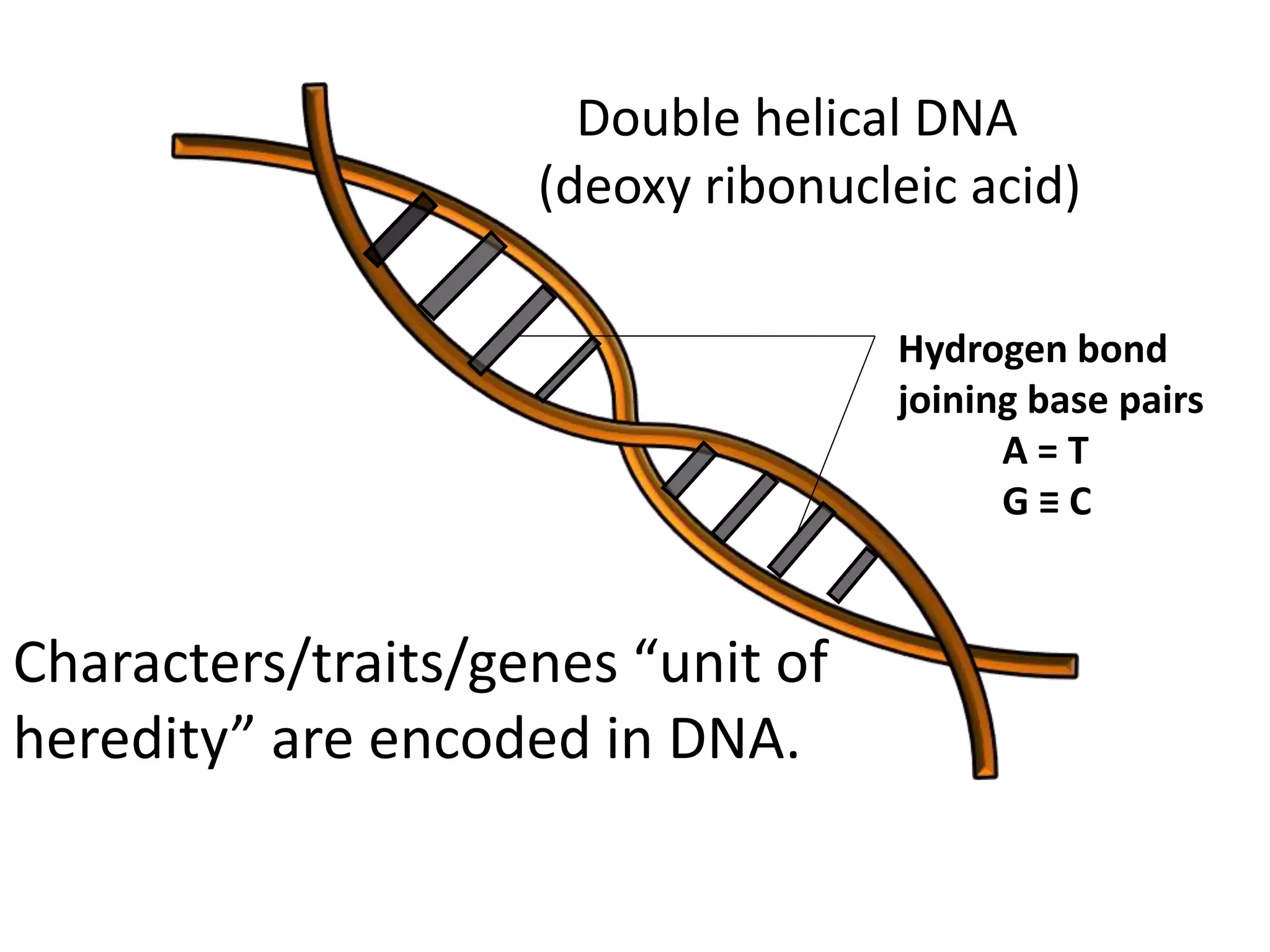 Heredity and variations | PPTX