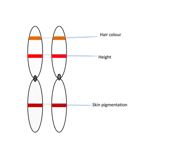 Heredity and variations | PPT