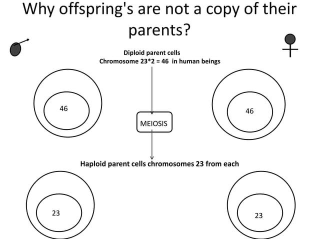 Heredity and variations | PPT