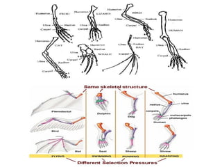 HEREDITY AND EVOLUTION.ppt.pdf
