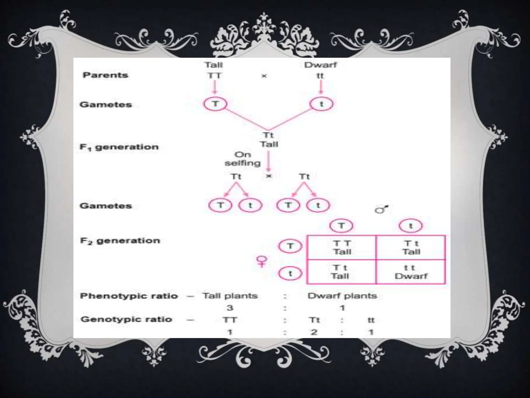 Heredity and evolution of biology topic b | PPT