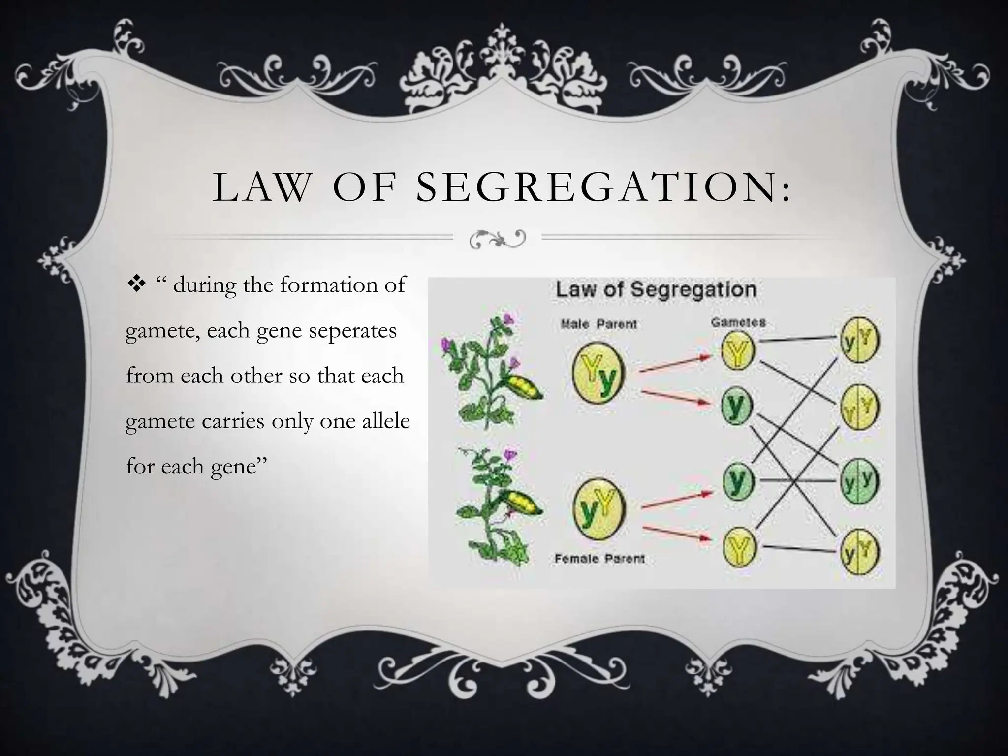 Heredity and evolution of biology topic b | PPTX