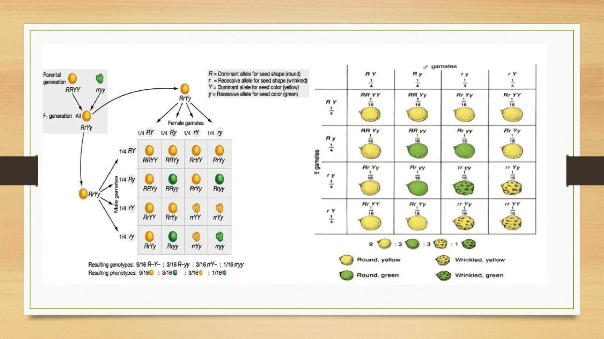CLASS 10 SCIENCE CHAPTER 9- HEREDITY AND EVOLUTION | PPTX