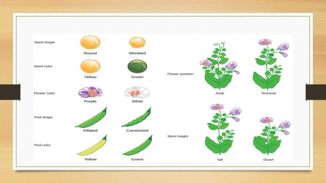 CLASS 10 SCIENCE CHAPTER 9- HEREDITY AND EVOLUTION | PPTX