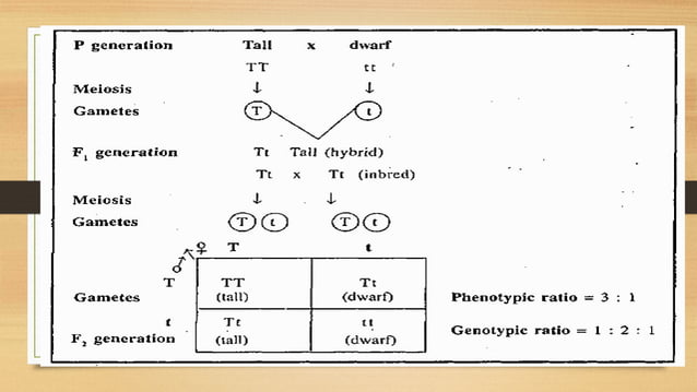 CLASS 10 SCIENCE CHAPTER 9- HEREDITY AND EVOLUTION | PPTX
