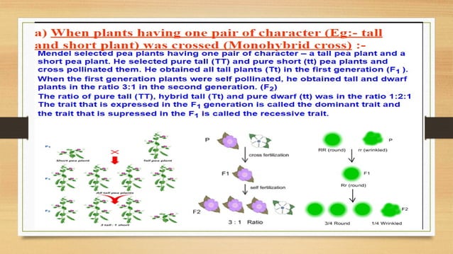 CLASS 10 SCIENCE CHAPTER 9- HEREDITY AND EVOLUTION | PPTX