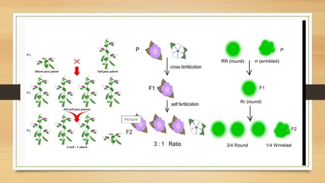 CLASS 10 SCIENCE CHAPTER 9- HEREDITY AND EVOLUTION | PPTX