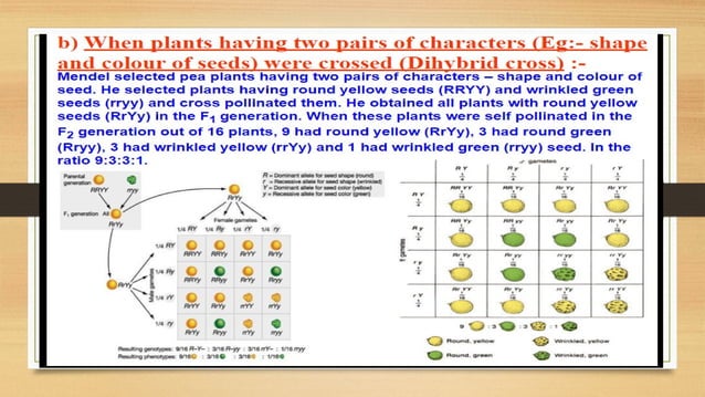 CLASS 10 SCIENCE CHAPTER 9- HEREDITY AND EVOLUTION | PPTX