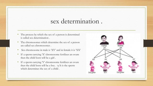 CLASS 10 SCIENCE CHAPTER 9- HEREDITY AND EVOLUTION | PPTX