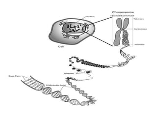 HEREDITY AND EVOLUTION - CBSE Class X ppt | PPTX