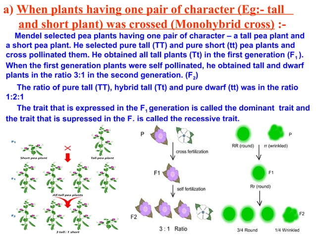 HEREDITY AND EVOLUTION - CBSE Class X ppt | PPTX