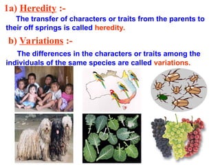 Power point presentation of Heredity and Evolution.ppt