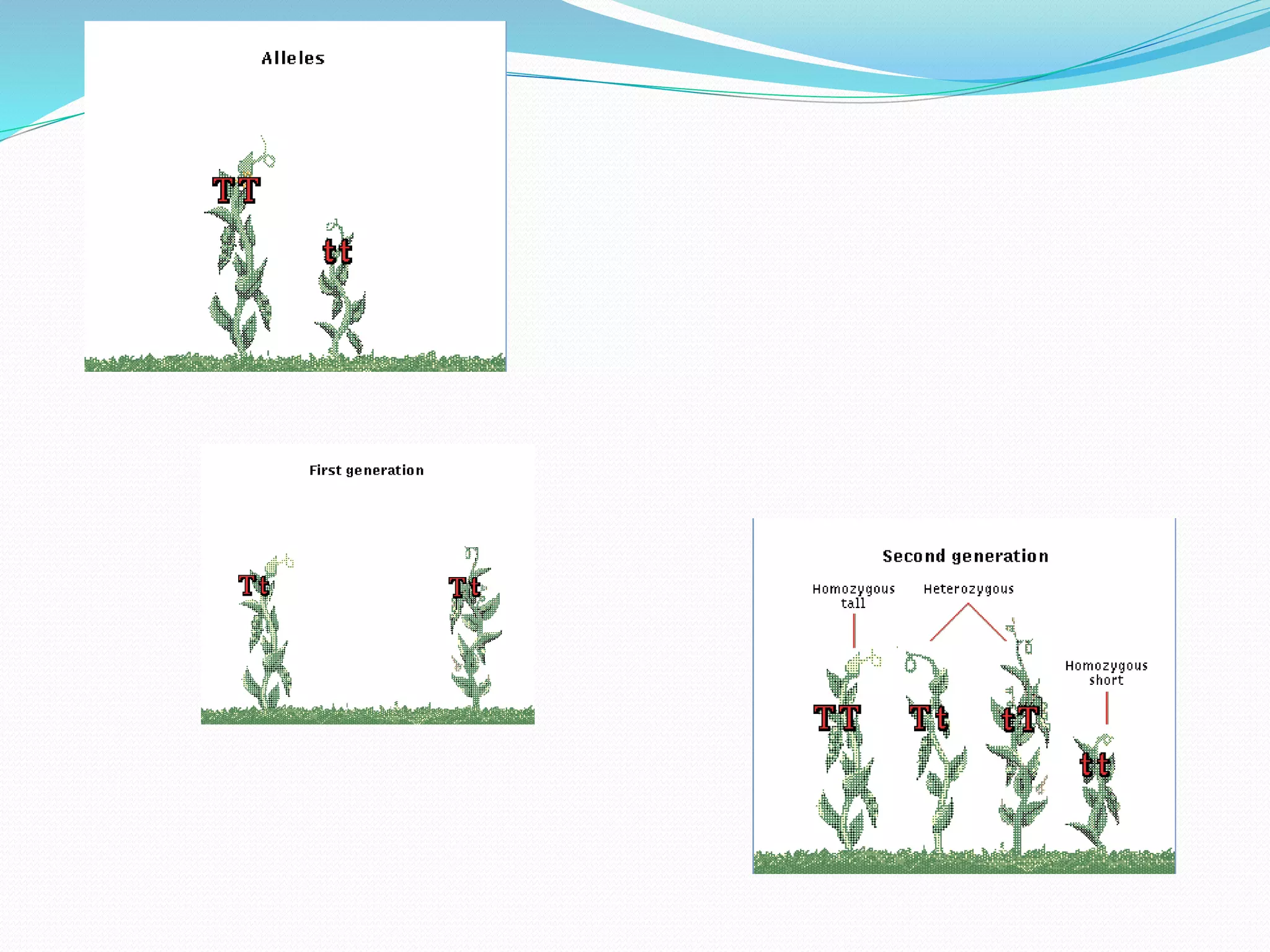 Heredity and Evolution | PPTX