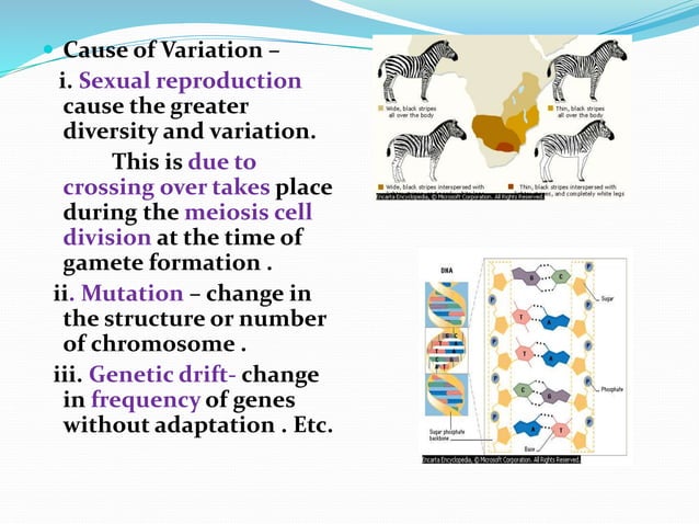 Heredity and Evolution | PPTX