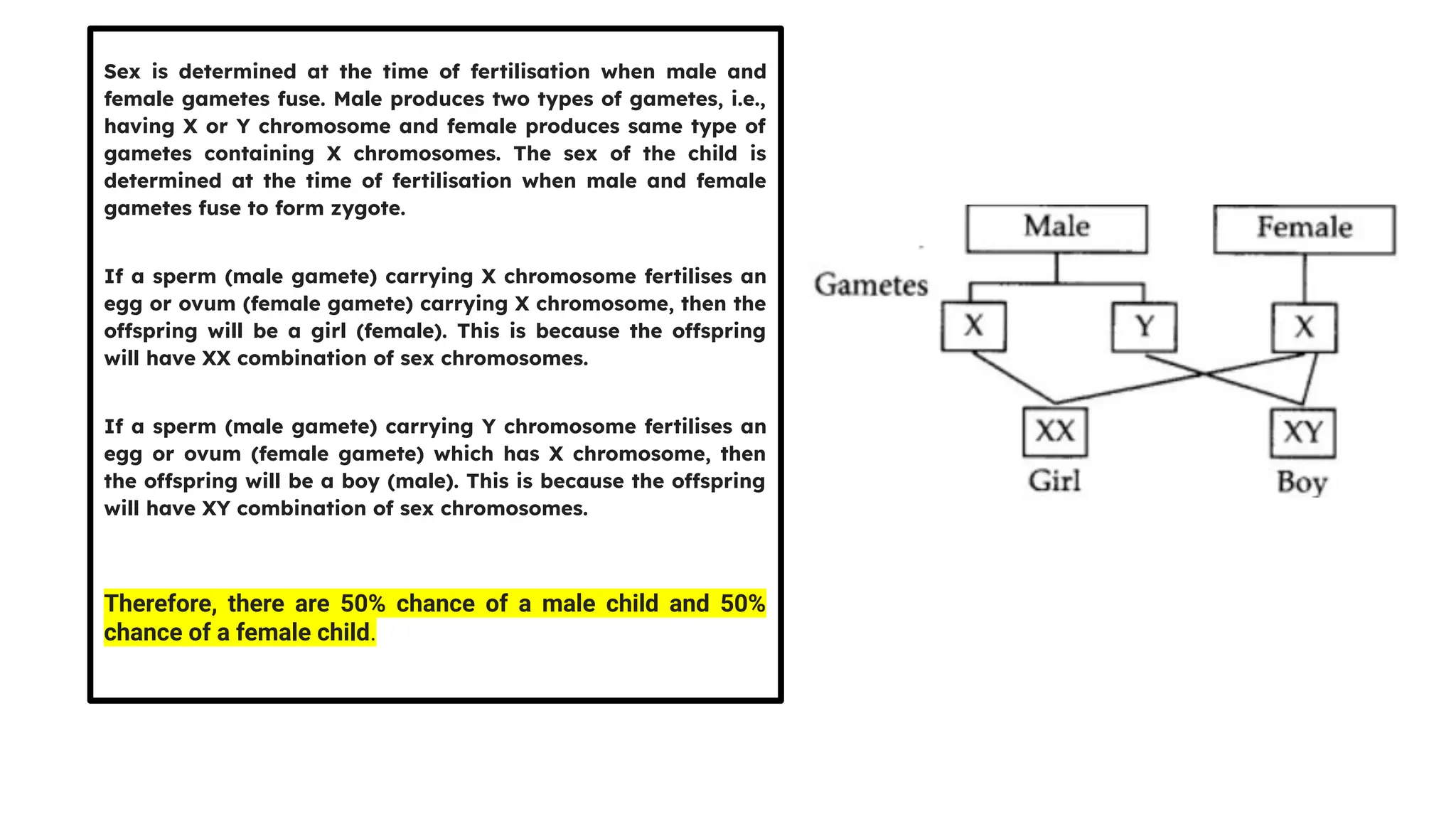 HEREDITY AND EVOLUTION full chapter biology | PDF