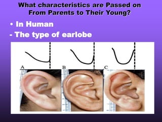 Heredity and Genetics PowerPoint.ppt