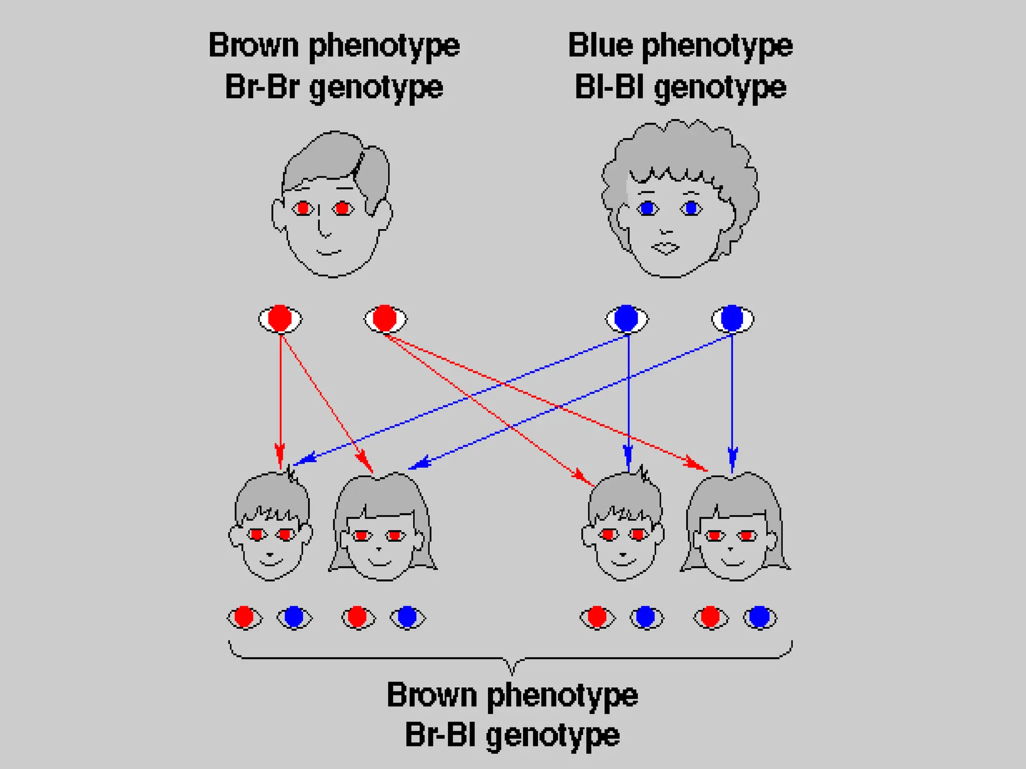 Heredity and Genetics PowerPoint Presentation | PPT