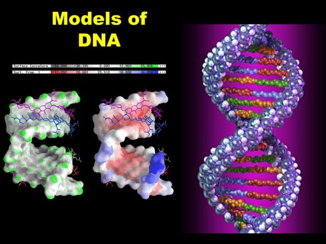 Heredity and Genetics PowerPoint Presentation | PPT