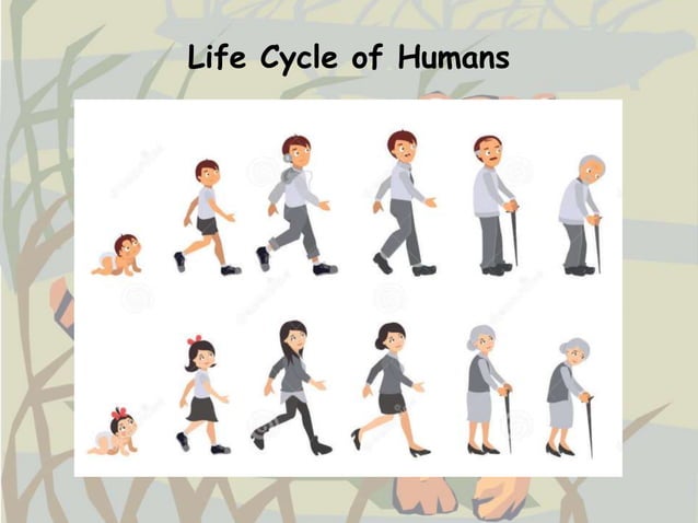 Heredity and Life Cycles.pptx