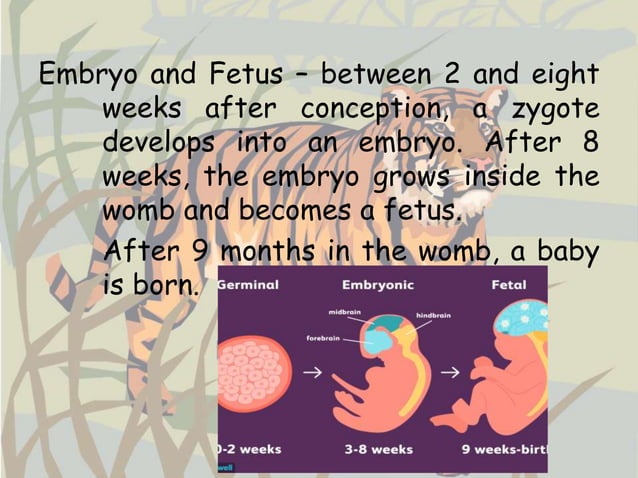 Heredity and Life Cycles.pptx