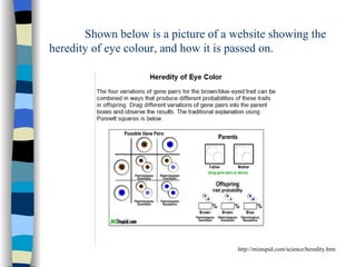 Heredity and traits | PPT