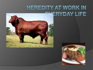 Heredity at work in everyday life | PPT