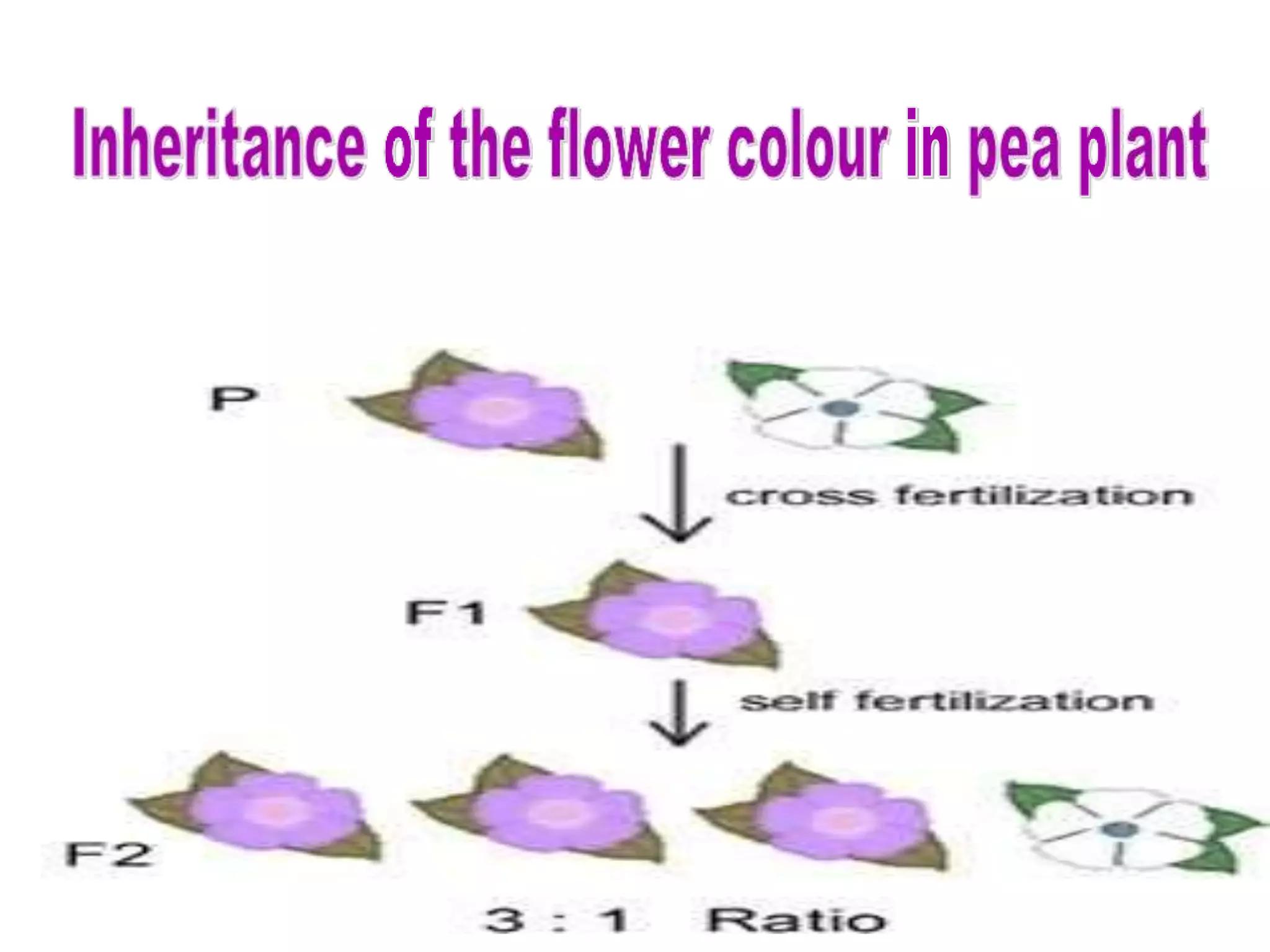 heredity class 10.pptx