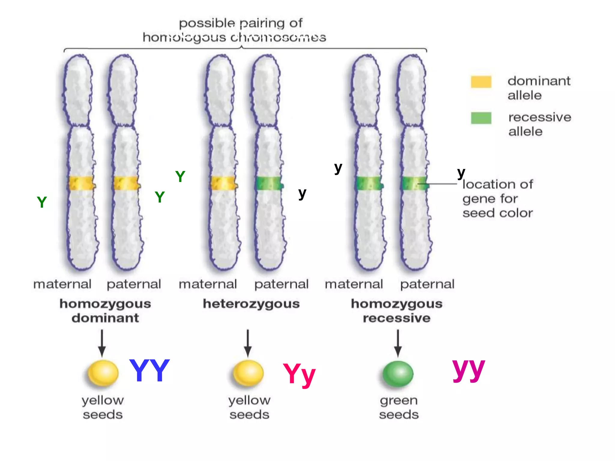 heredity class 10.pptx