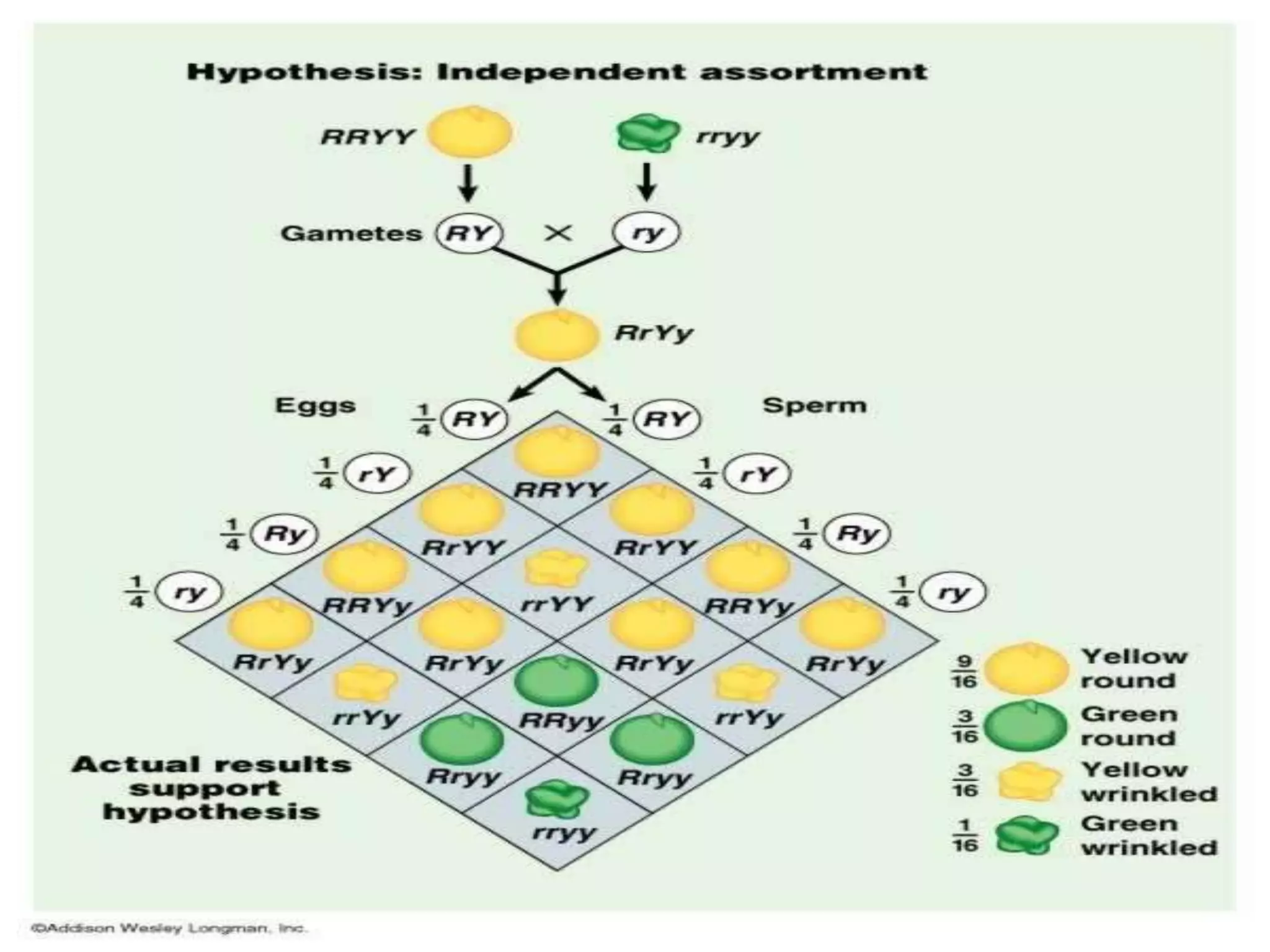 heredity class 10.pptx