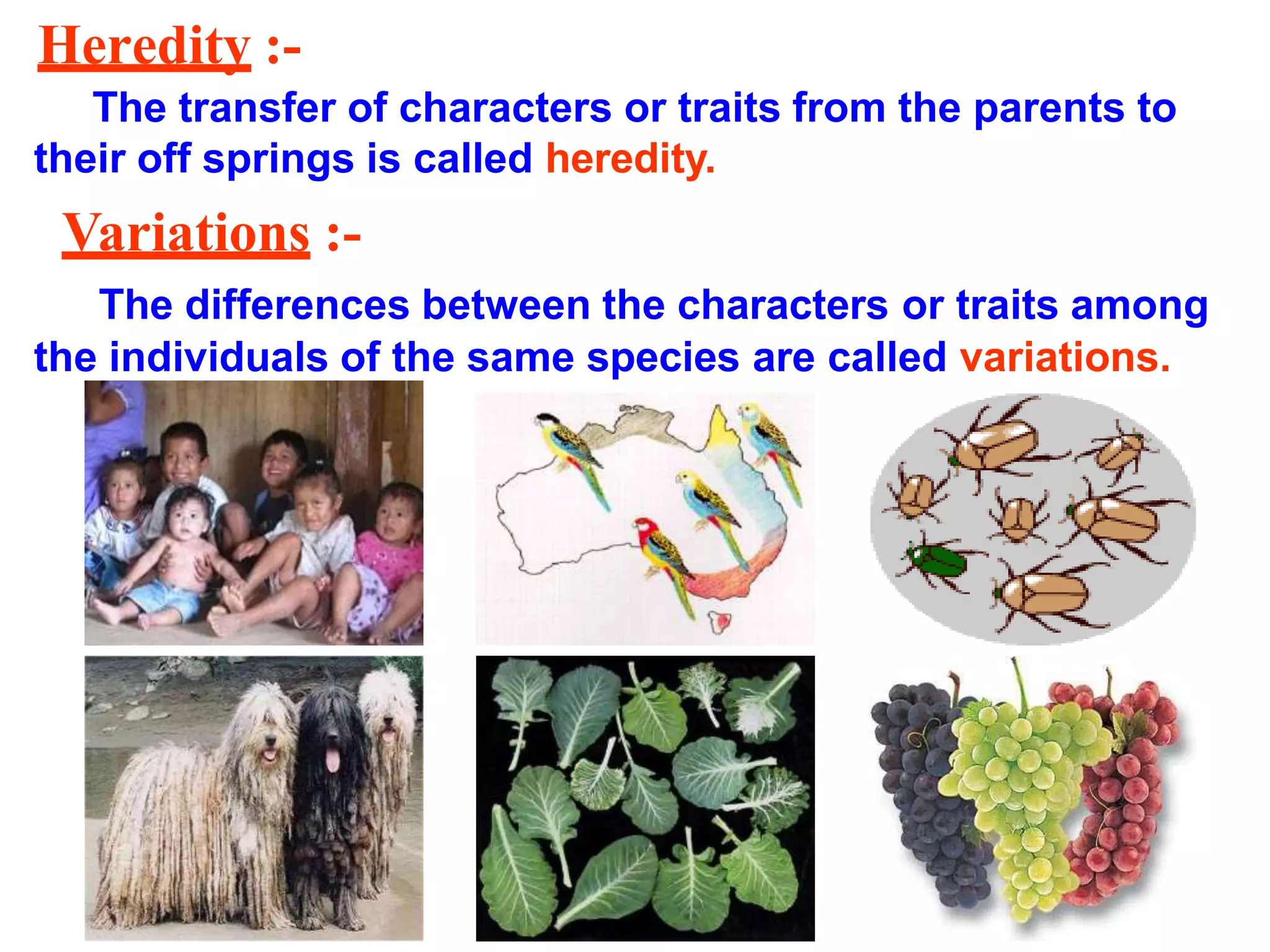 heredity class 10.pptx