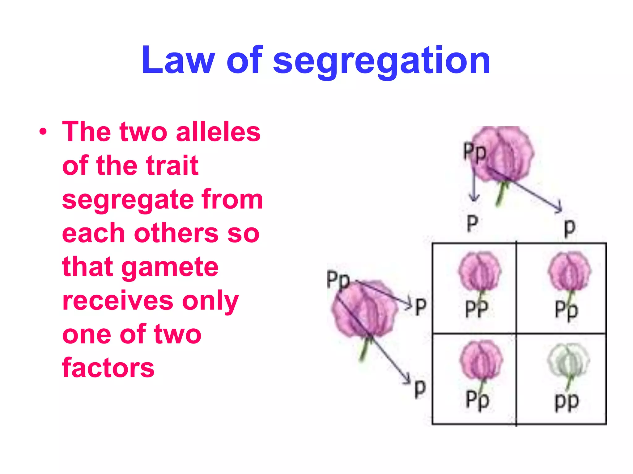 heredity class 10.pptx