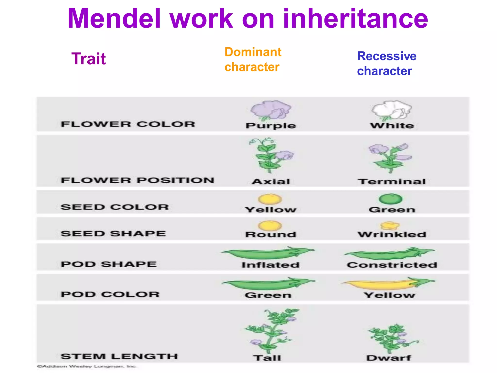 heredity class 10.pptx