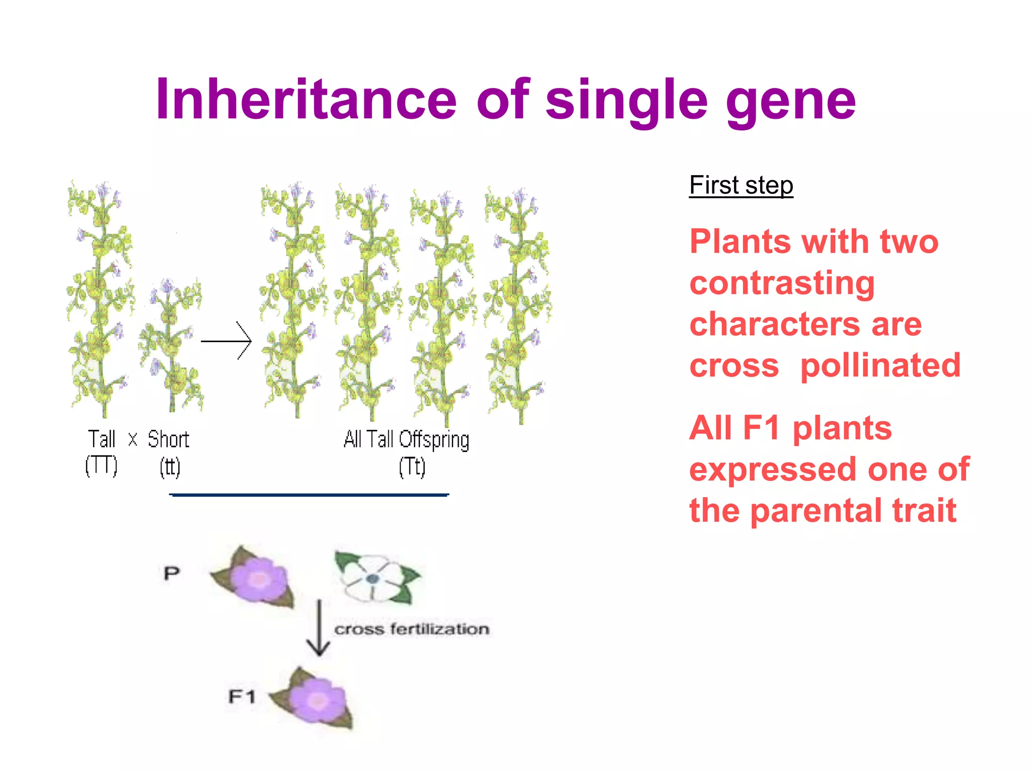 heredity class 10.pptx