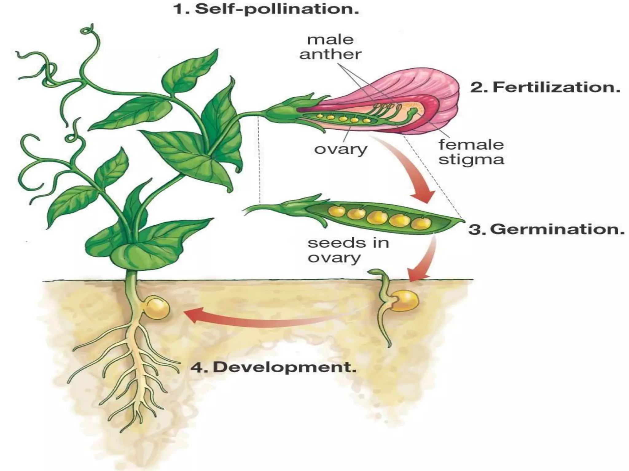 heredity class 10.pptx