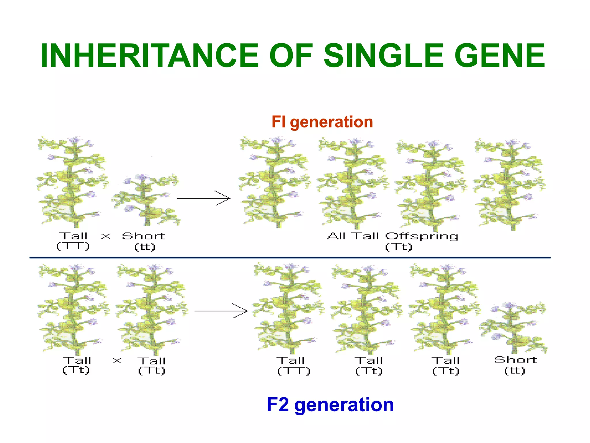heredity class 10.pptx