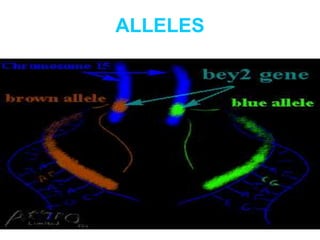heredity class 10.pptx