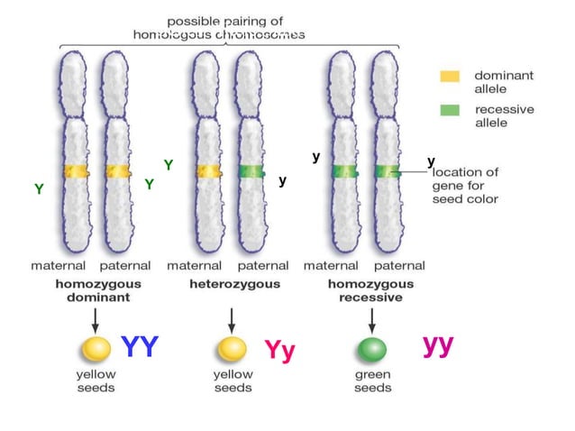 heredity class 10.pptx | Blood Disorders | Diseases and Conditions