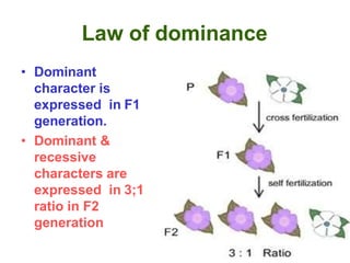 heredity class 10.pptx