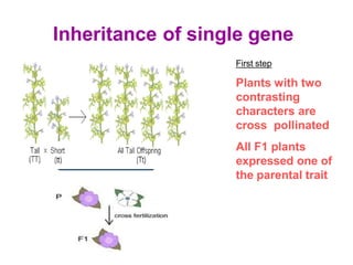 heredity class 10.pptx