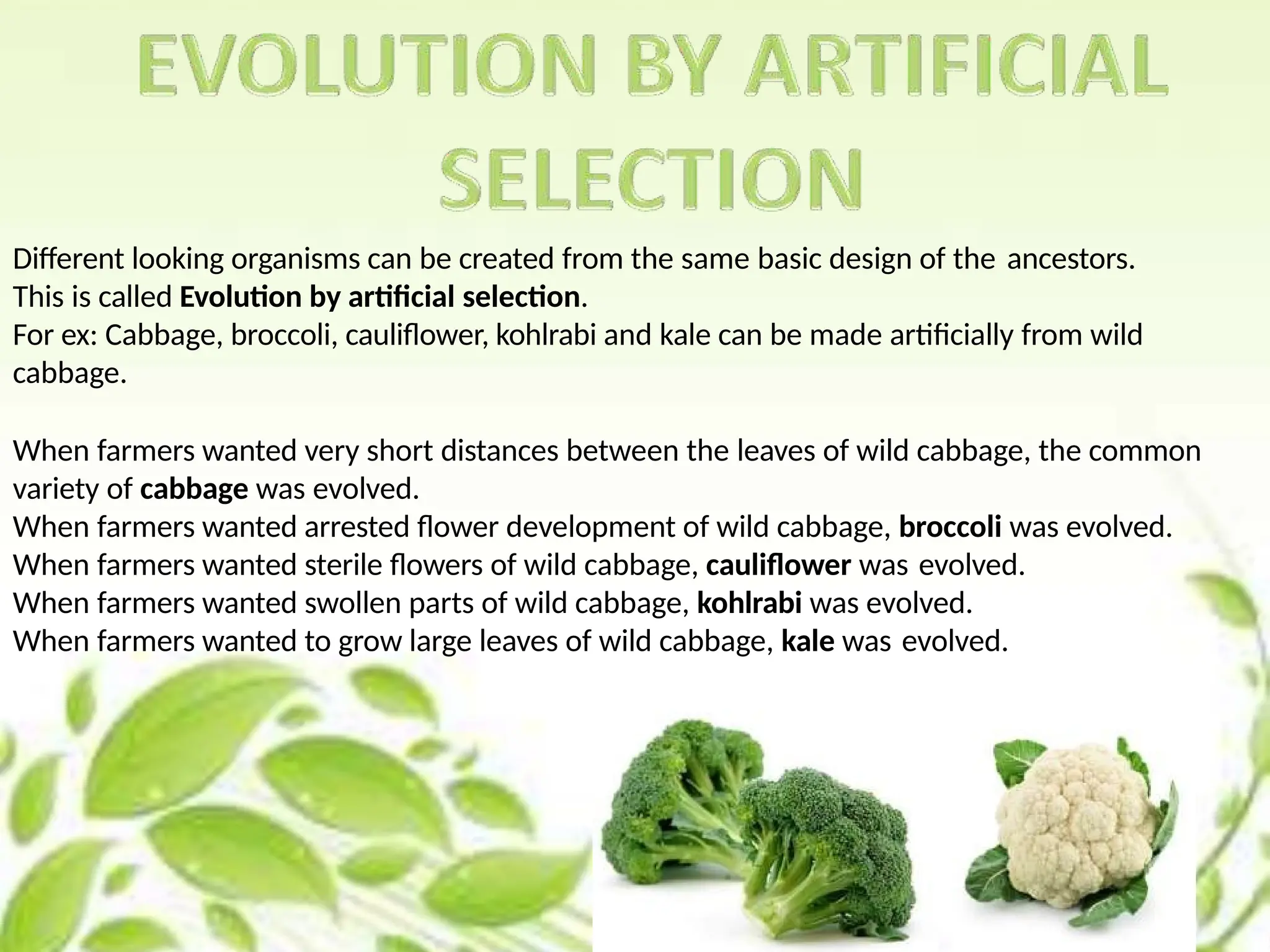 POWER POINT PRESENTATIO OF Heredity & Evolution.pptx