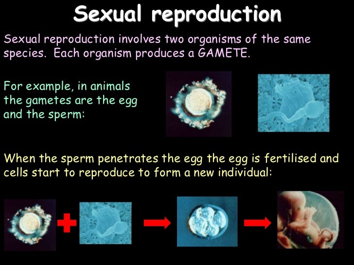Heredity Inheritance and Variation