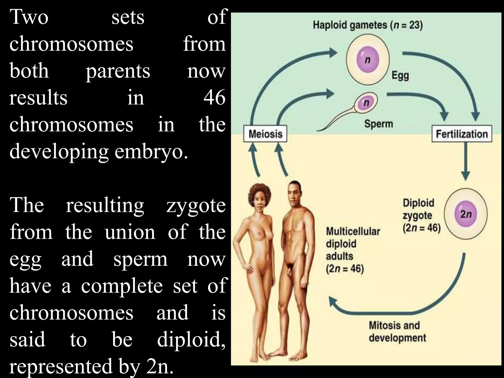Heredity, inheritance, and variation | PPTX | Biological Sciences | Science