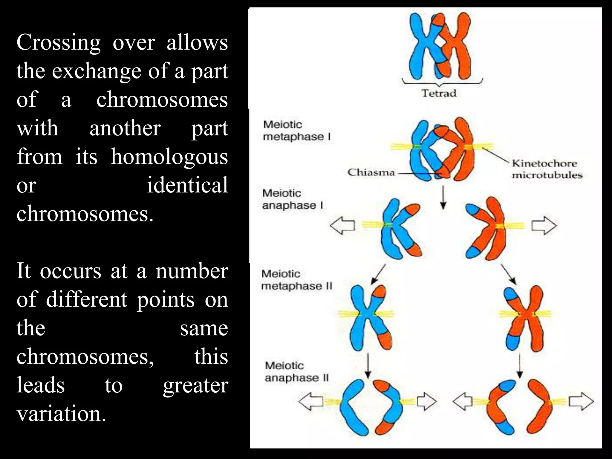 Heredity, inheritance, and variation | PPTX | Biological Sciences | Science