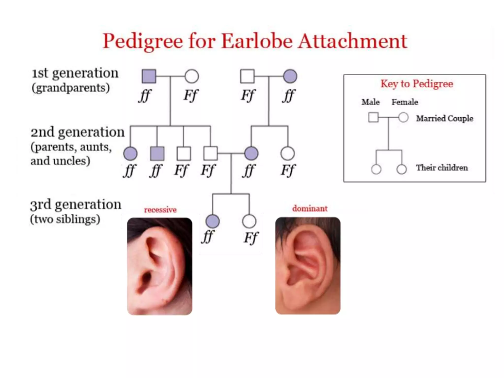 Heredity Inheritance And Variation Pptx Biological Sciences Science