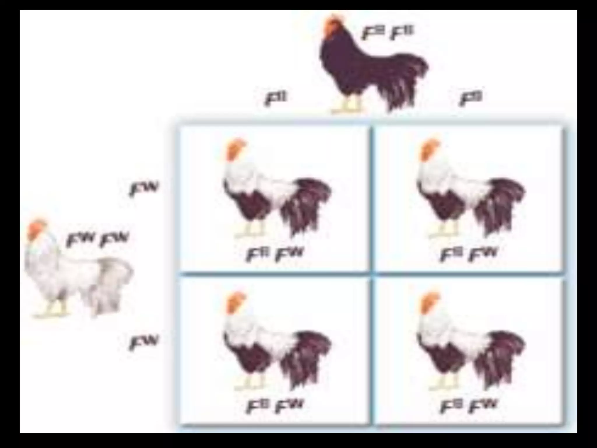 Heredity, inheritance, and variation | PPTX