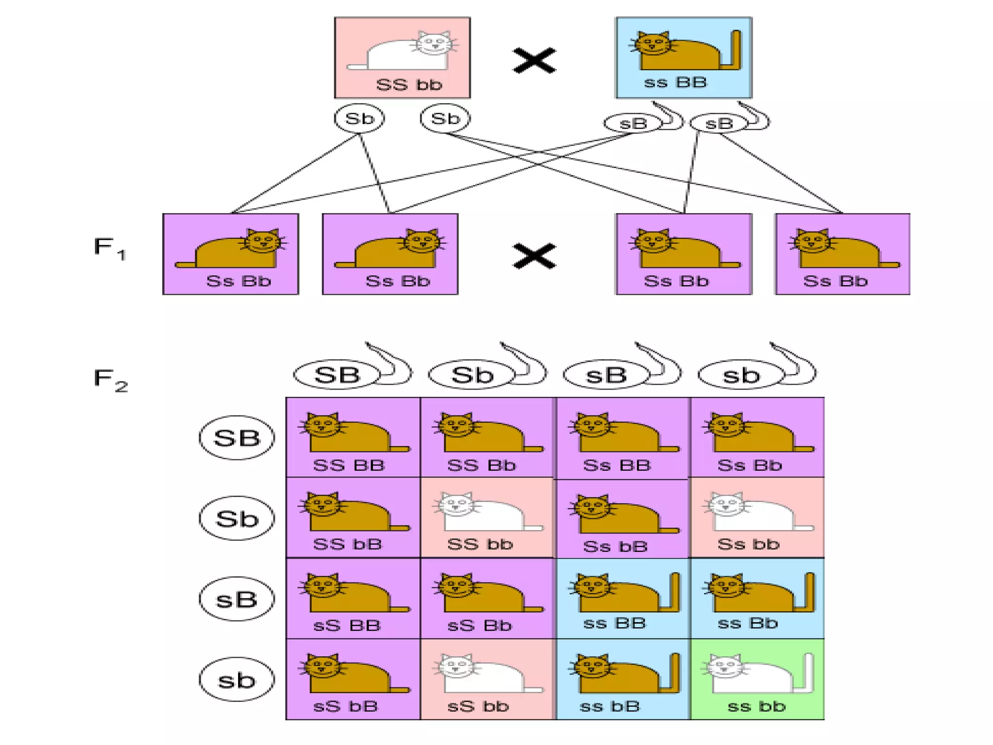 Heredity, inheritance, and variation | PPTX