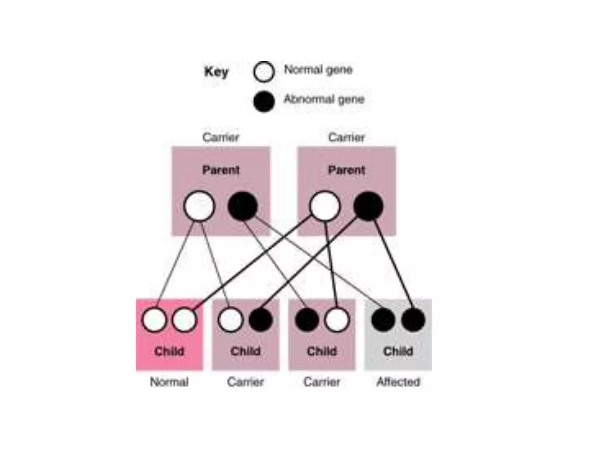 Heredity, inheritance, and variation | PPTX